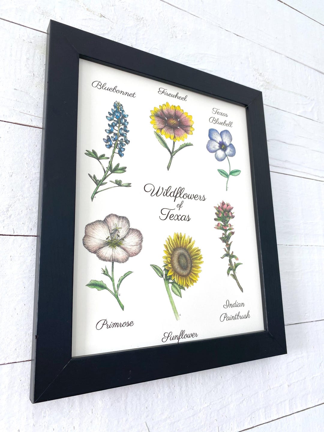 Wildflowers of Texas Pen and Watercolor Print - Wildflower Original Art ...