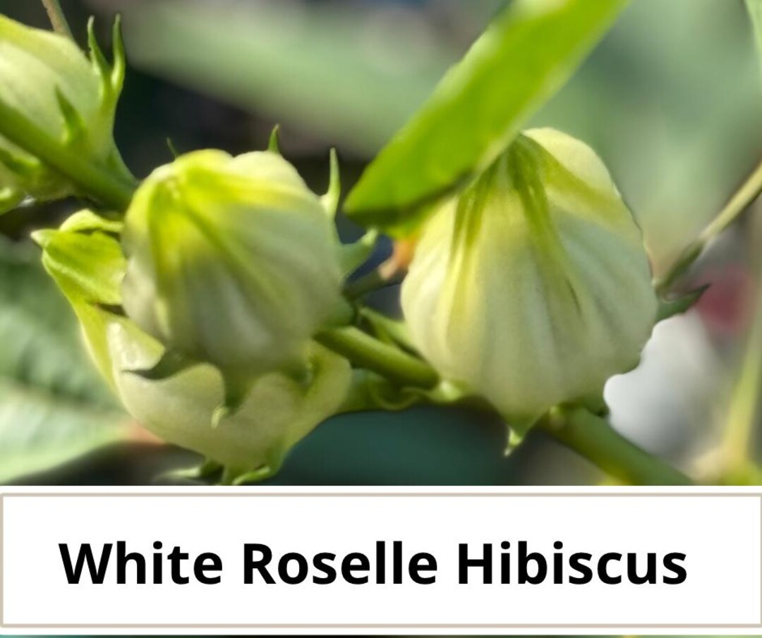 White Roselle Hibiscus 2-cuttings Seeds/ Tea / Garden / Florida ...