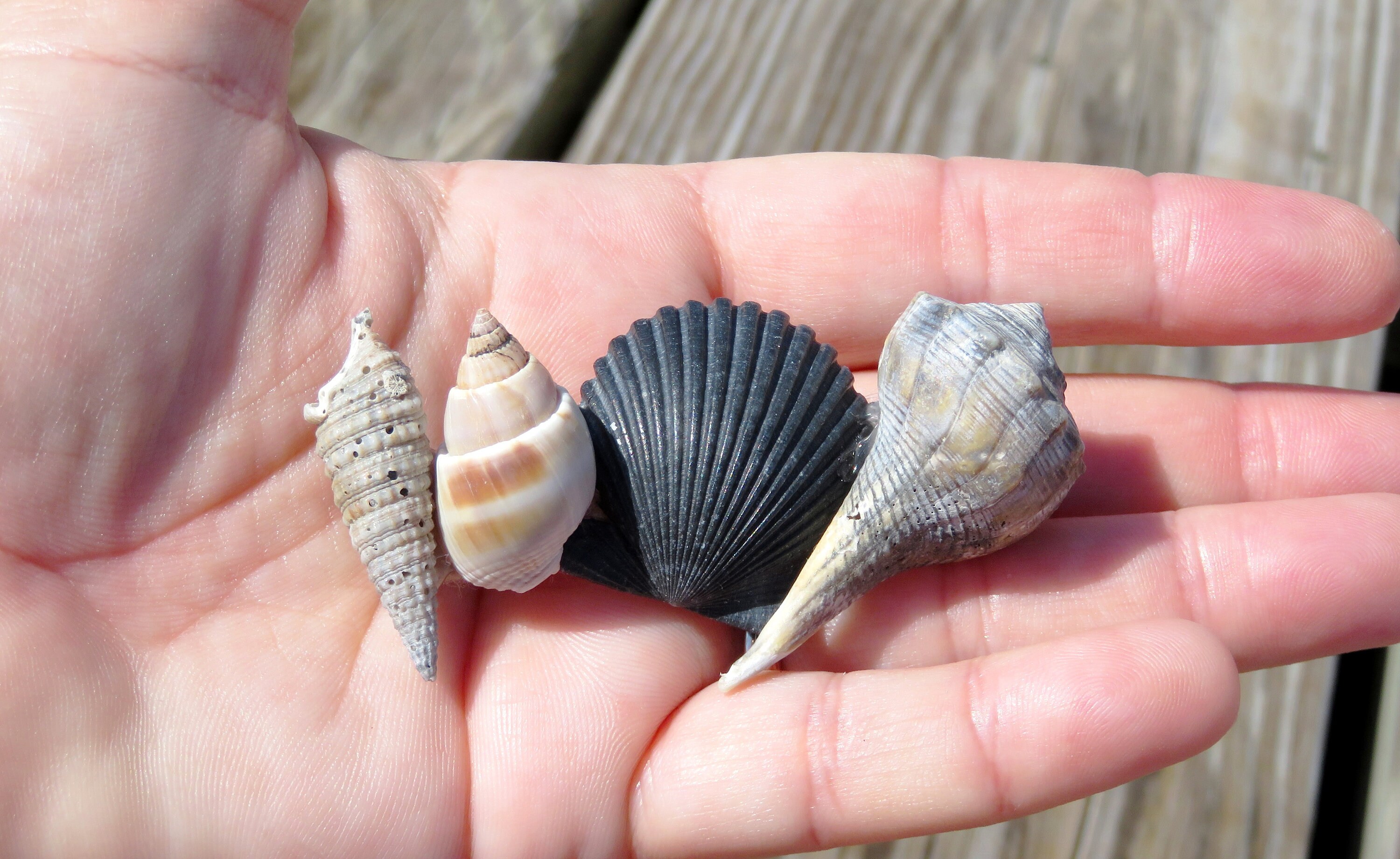 Real Seashell Hair Barrette // Beach Hair Barrette // Seashell | Etsy