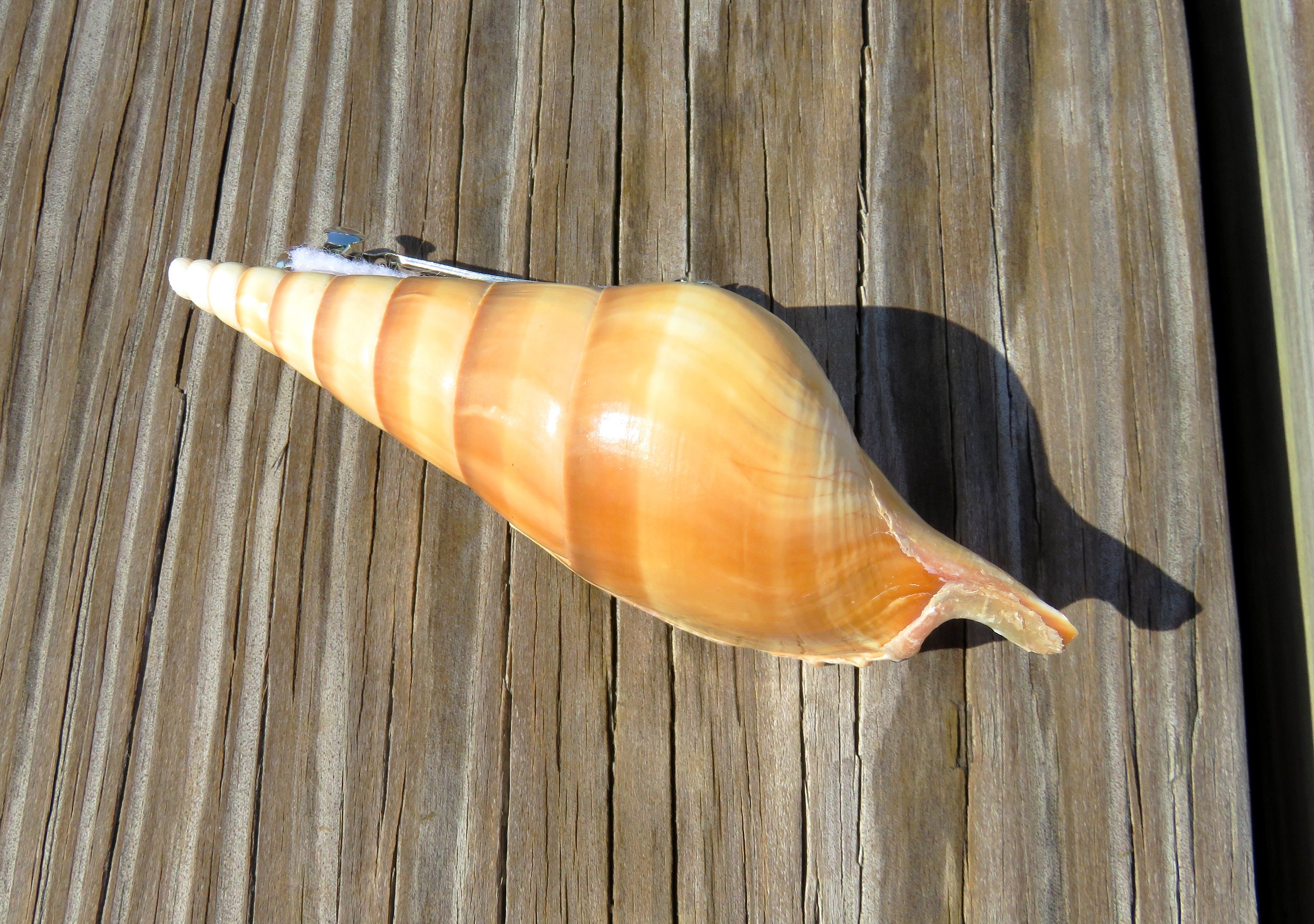 Unicorn Horn Seashell Barrette // Tibia Seashell Barrette // Orange ...
