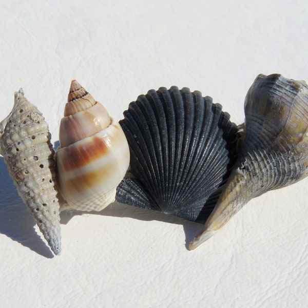 Real Seashells - Etsy