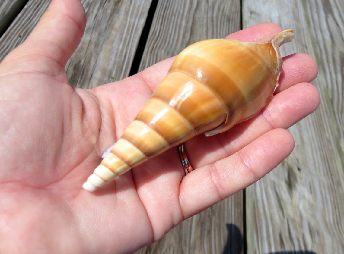 Unicorn Horn Seashell Barrette // Tibia Seashell Barrette // Orange ...