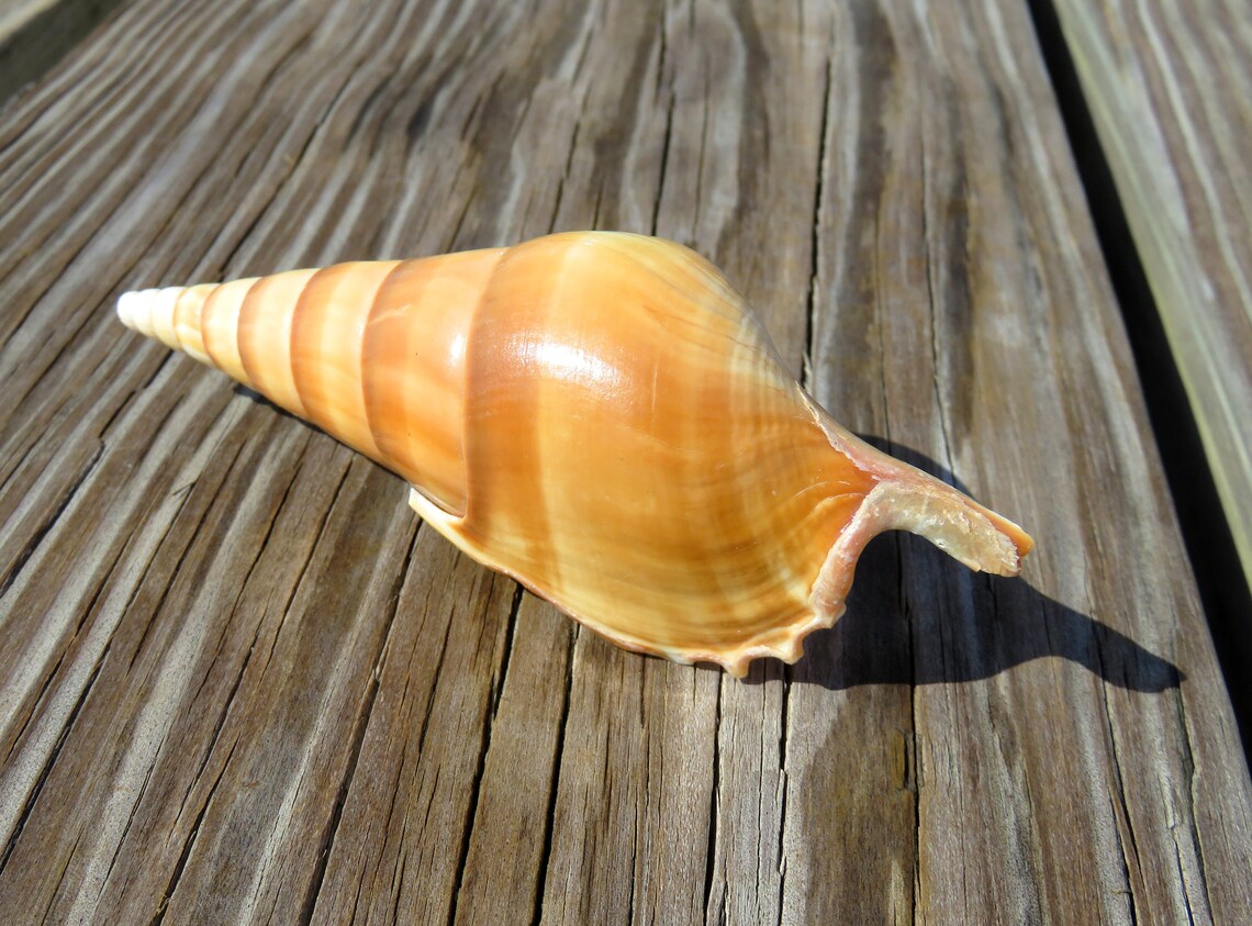 Unicorn Horn Seashell Barrette // Tibia Seashell Barrette // Orange ...