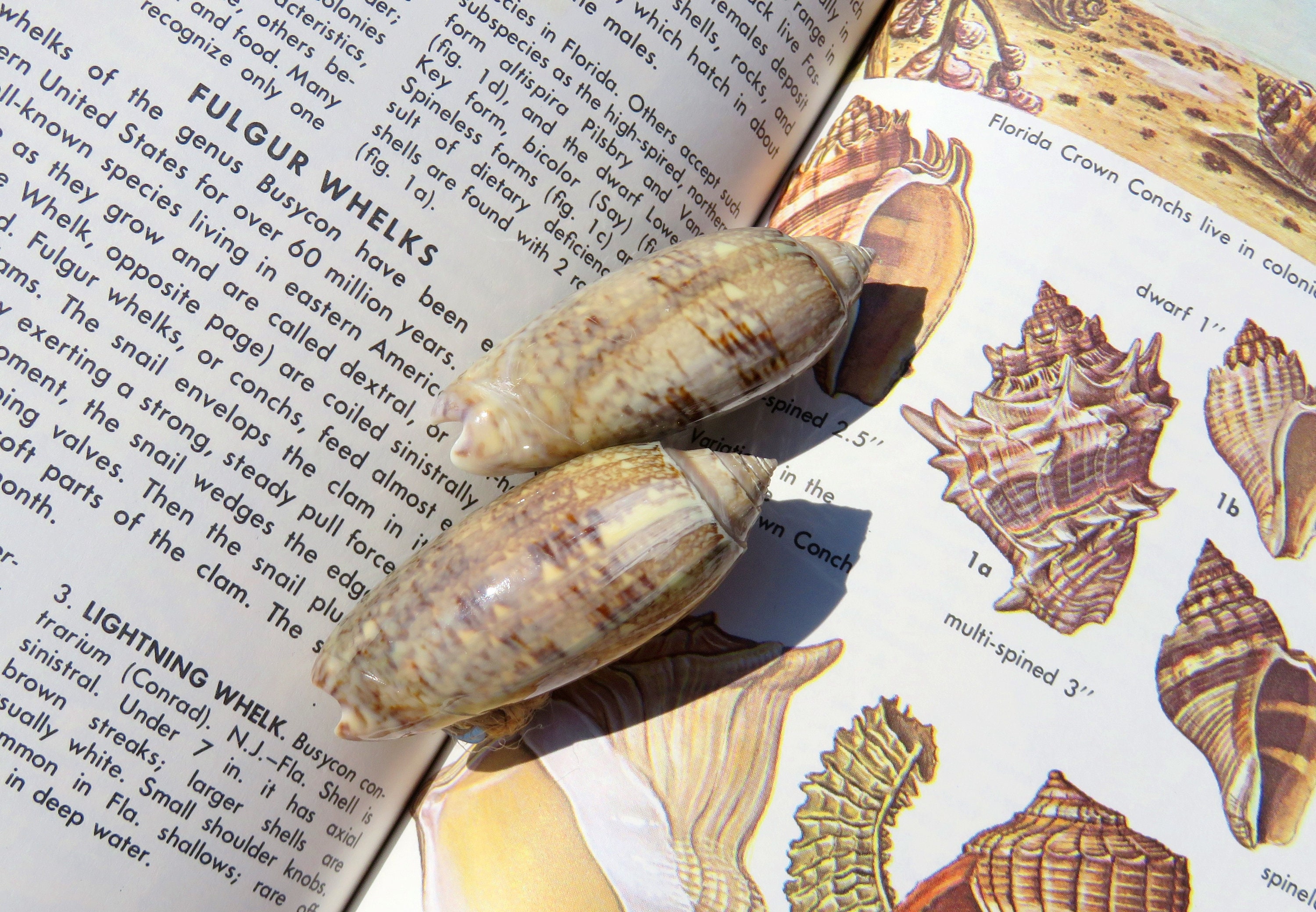 Olive Seashell Barrette // Lettered Olive Shell Barrette // - Etsy