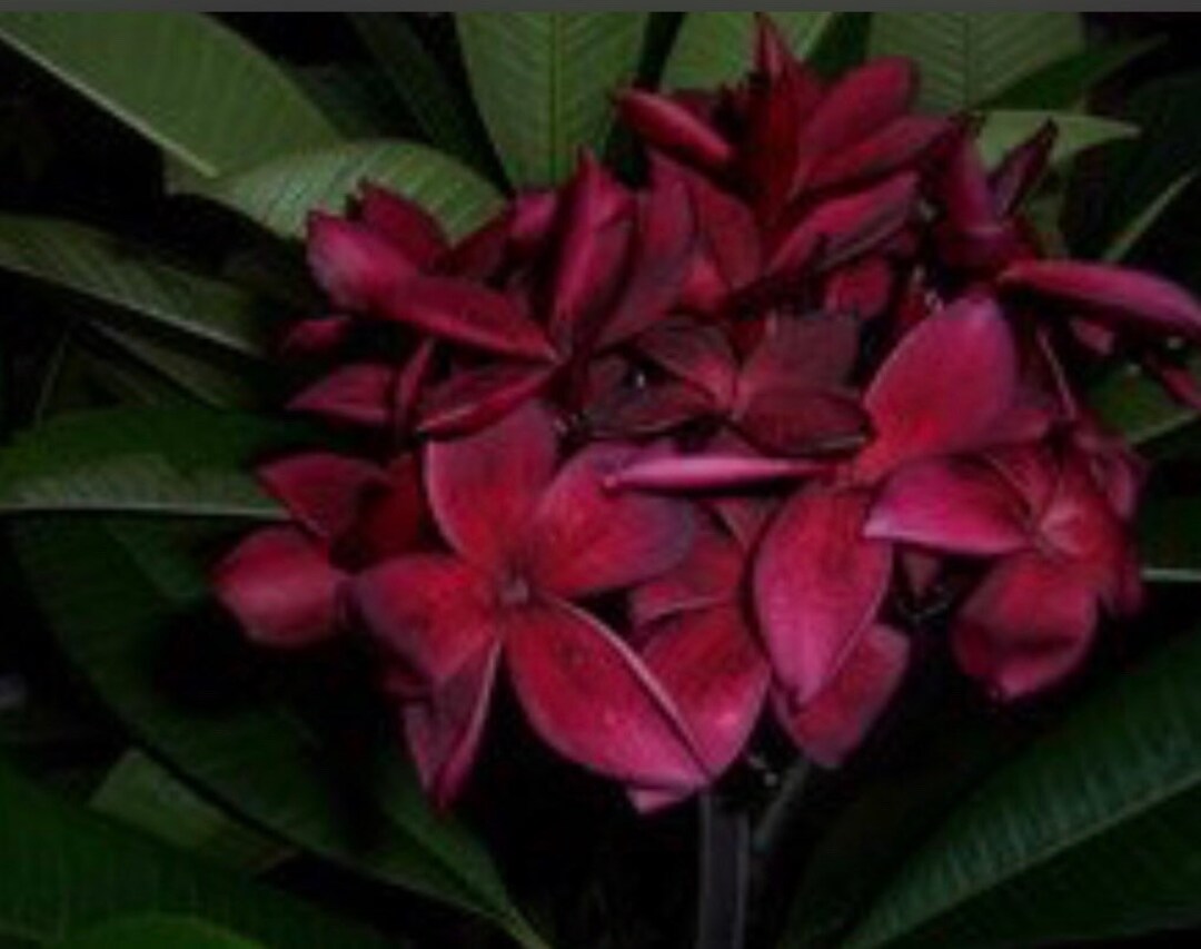 Hilo Beauty Single Stock 14 Cutting - Etsy