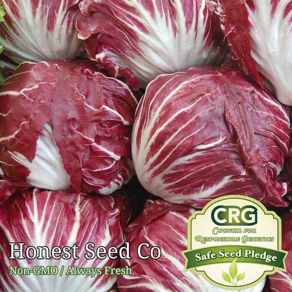 Radicchio - Etsy