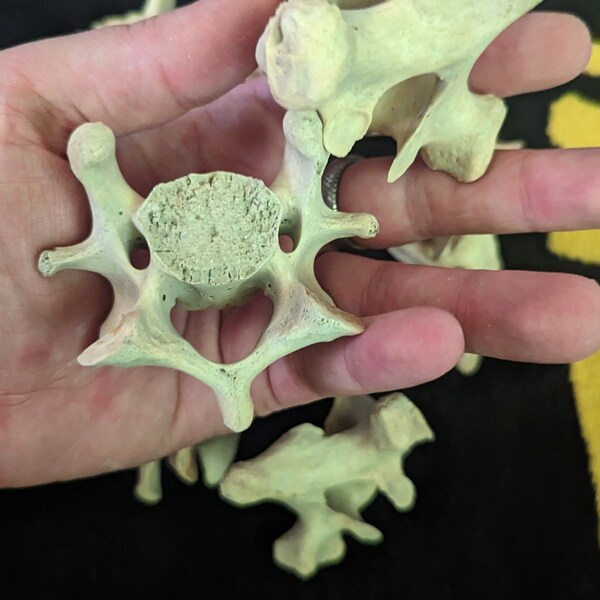 Deer Vertebrae - Etsy