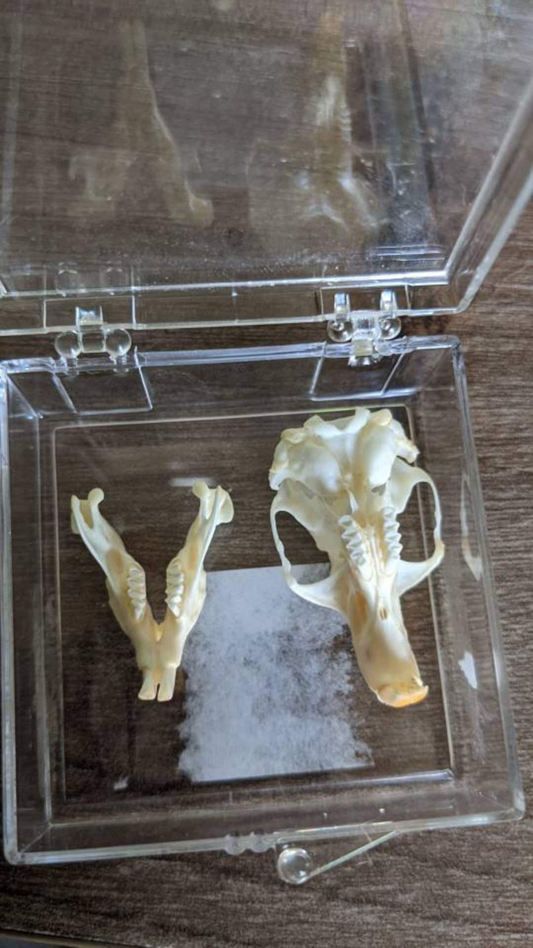 Complete Pocket Gopher Skull - Etsy