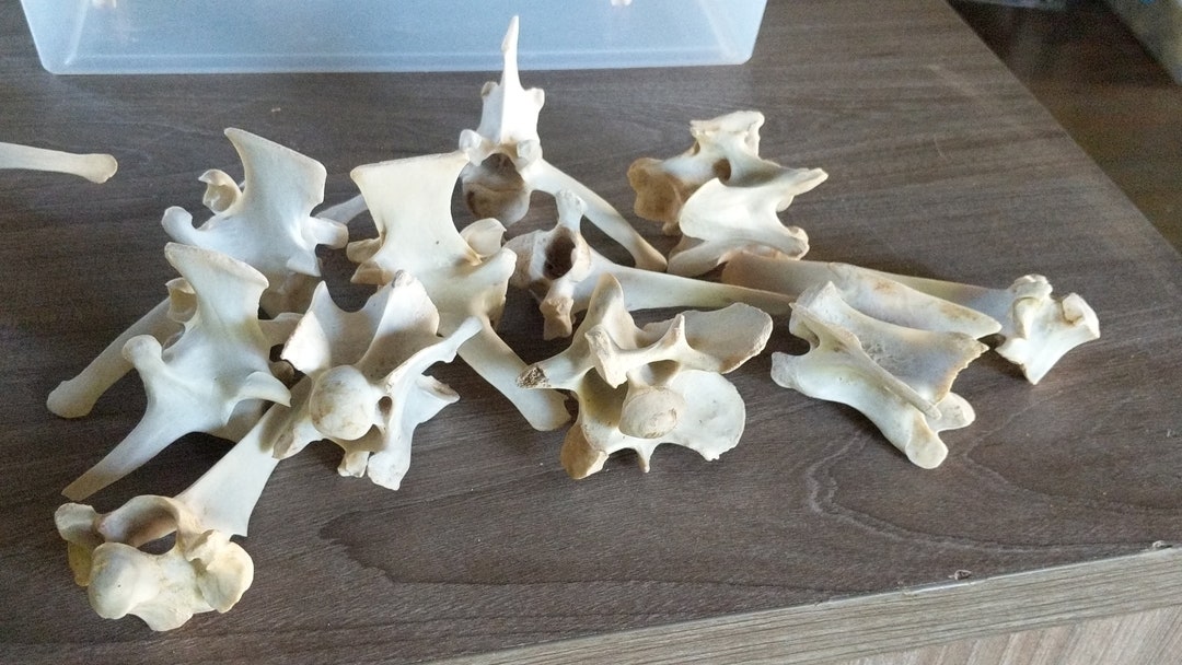 Whitetail Deer Vertebrae - Etsy