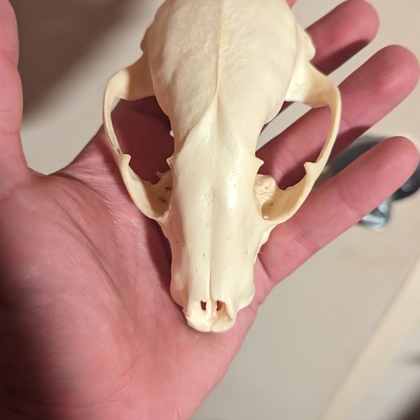 Raccoon Skull - Etsy