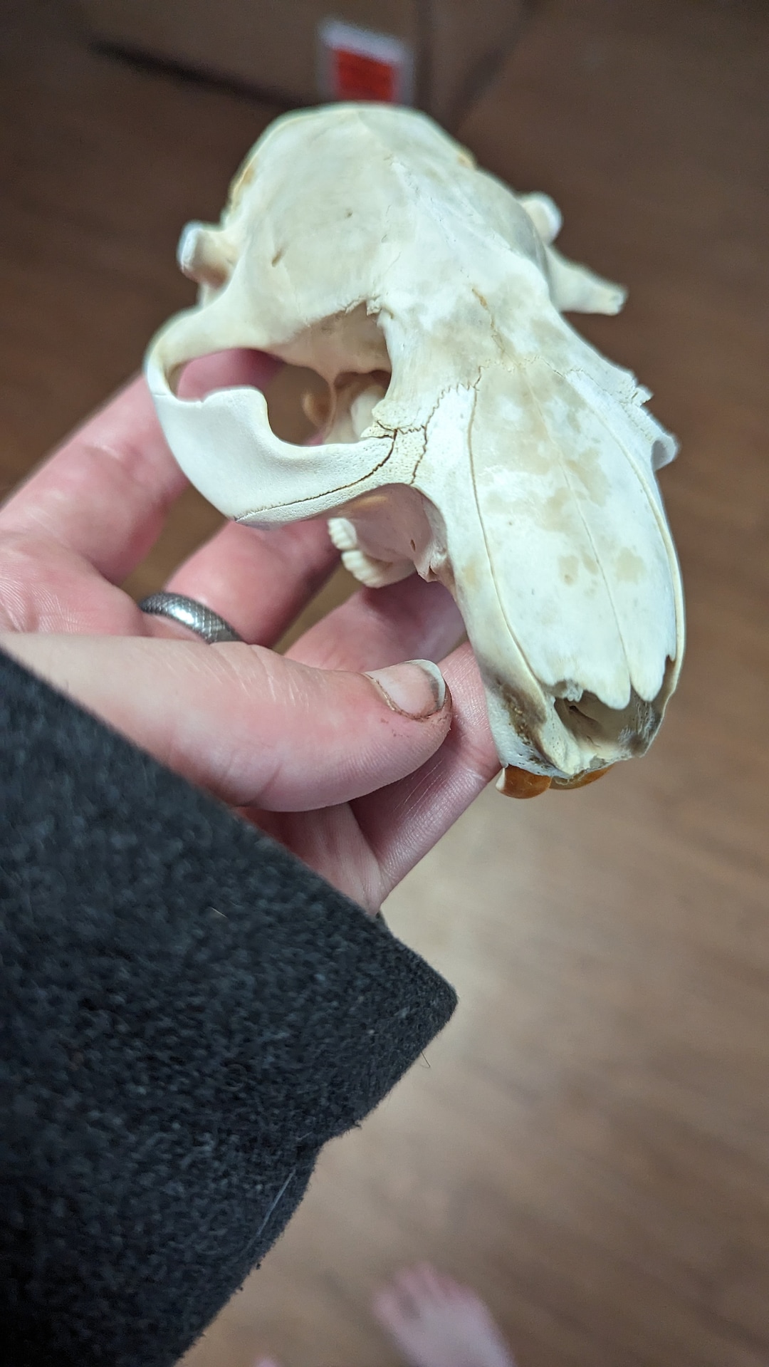Beaver Skull - Etsy