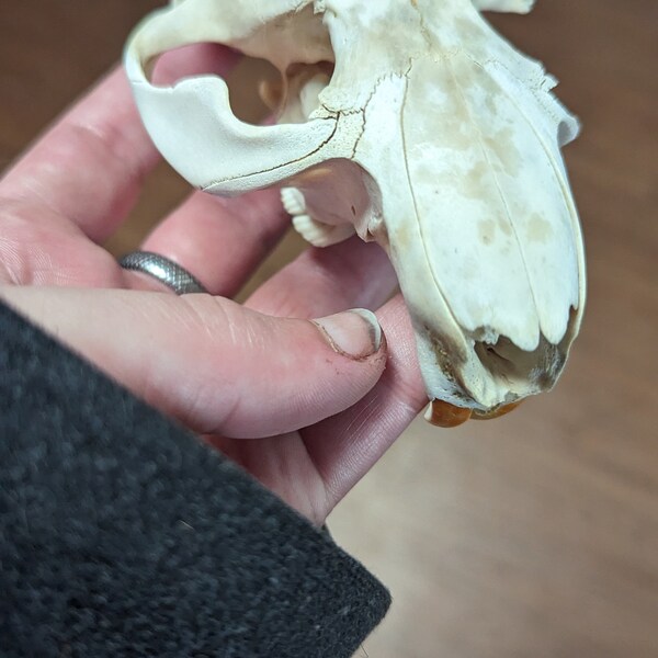 Beaver Skull - Etsy