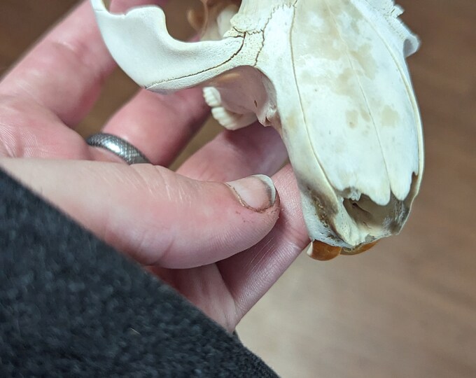 Beaver Skull - Etsy