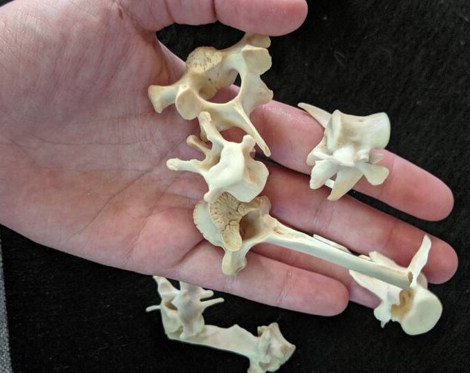 Fox Vertebrae - Etsy