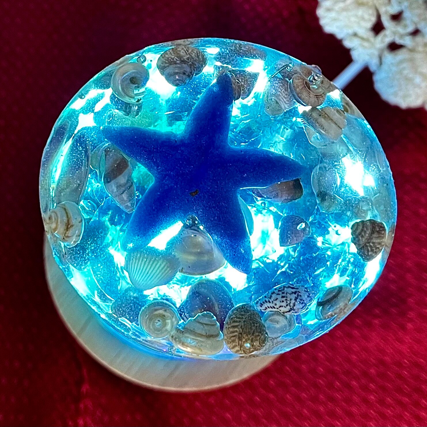 Tropical Fish Shells Nightlight Handmade With Bright USB Plug - Etsy