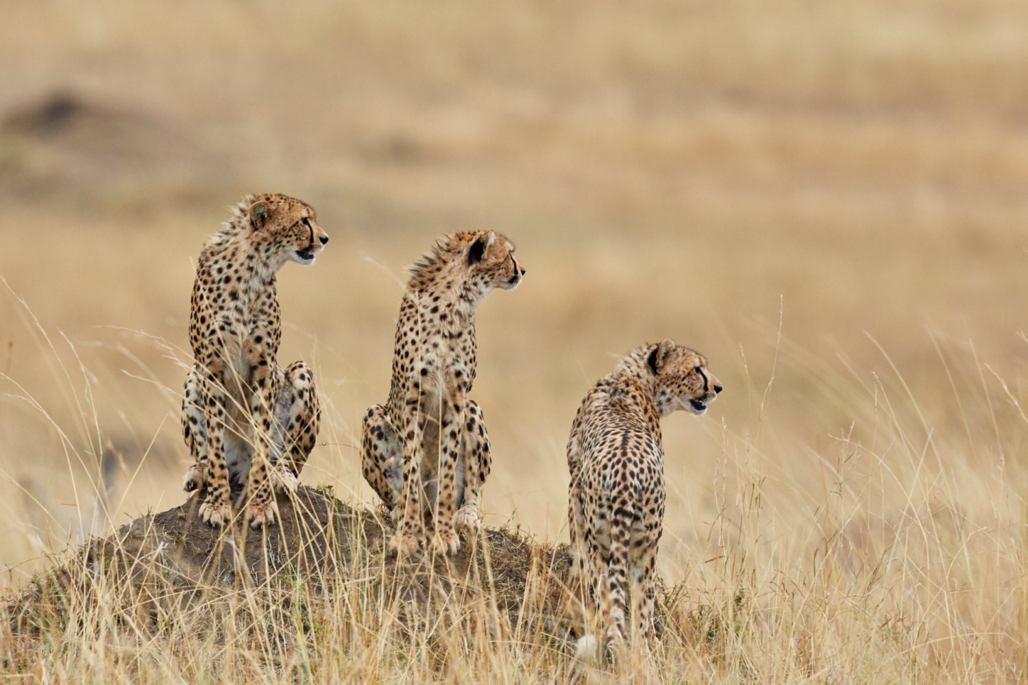 Cheetahs Hunting In Packs