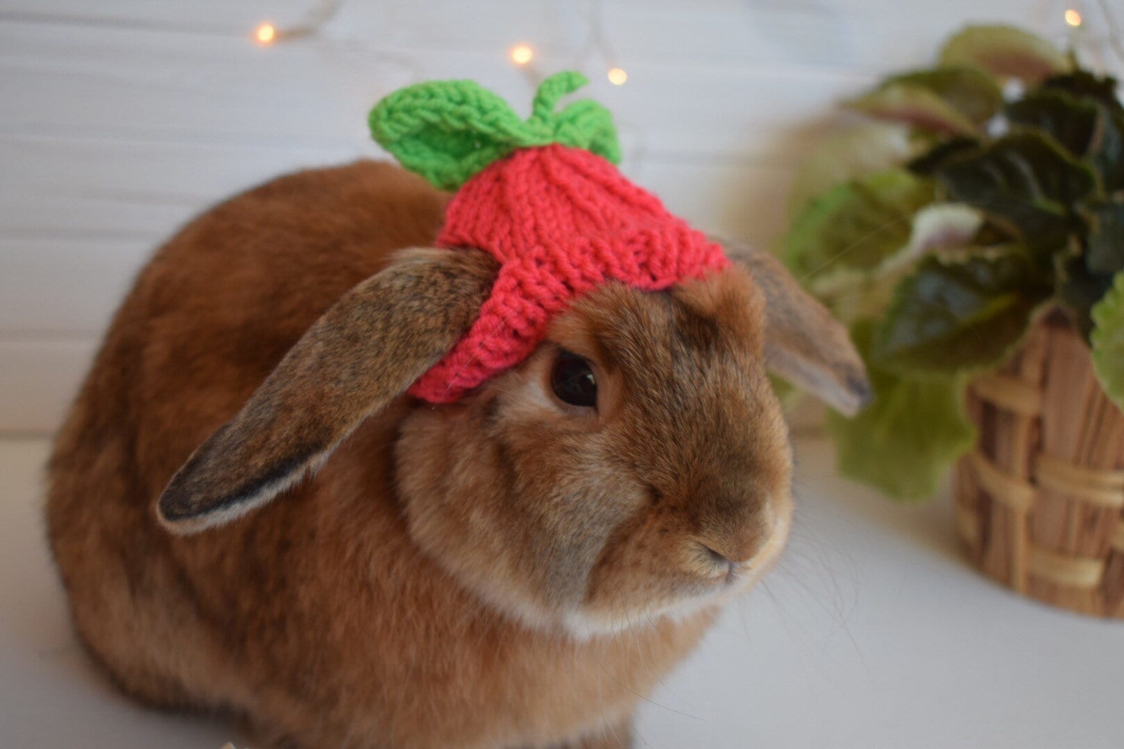 Animal question - Raspberry Pi Forums