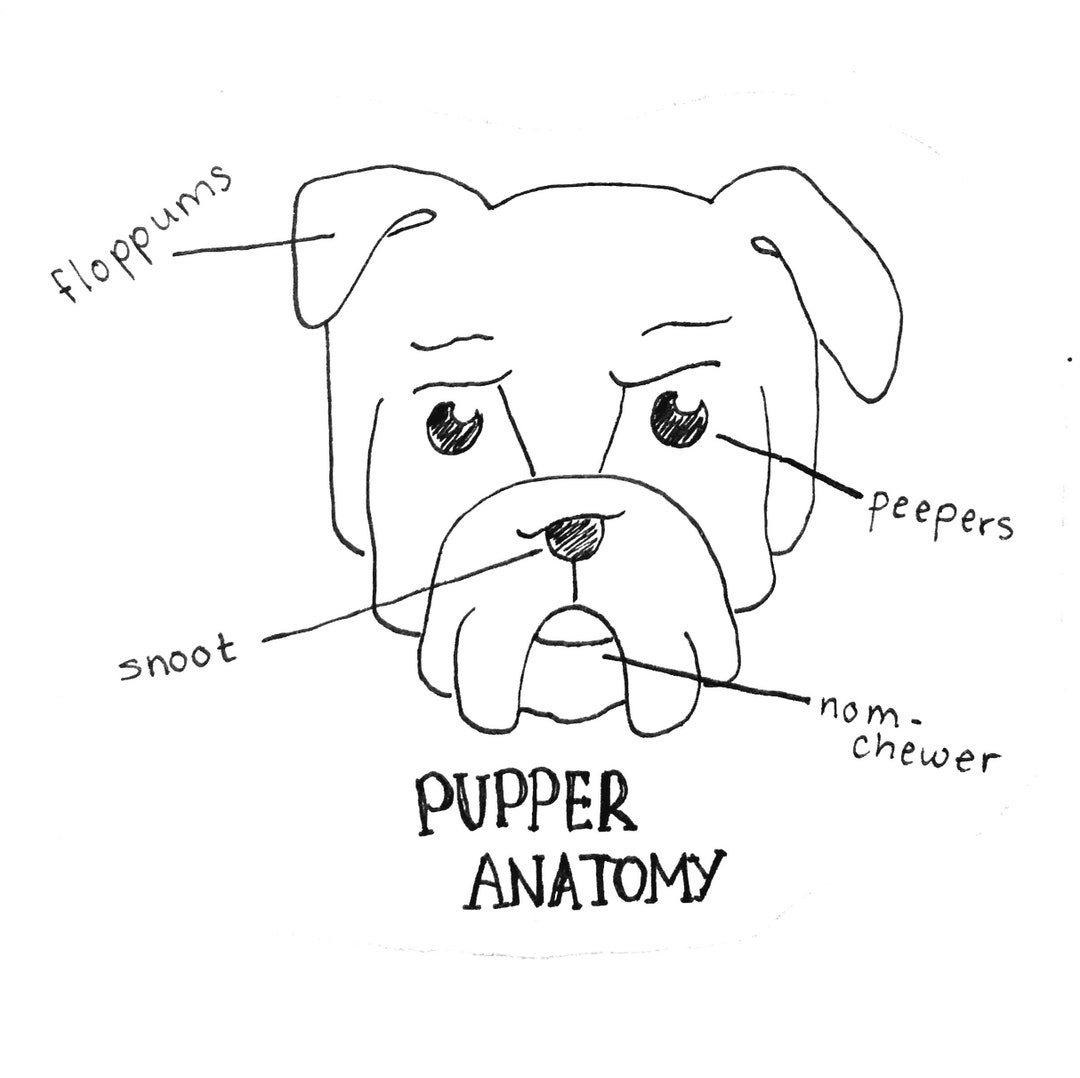 Dog Anatomy Die Cut Sticker: Laptop, Waterbottle Decal - Etsy