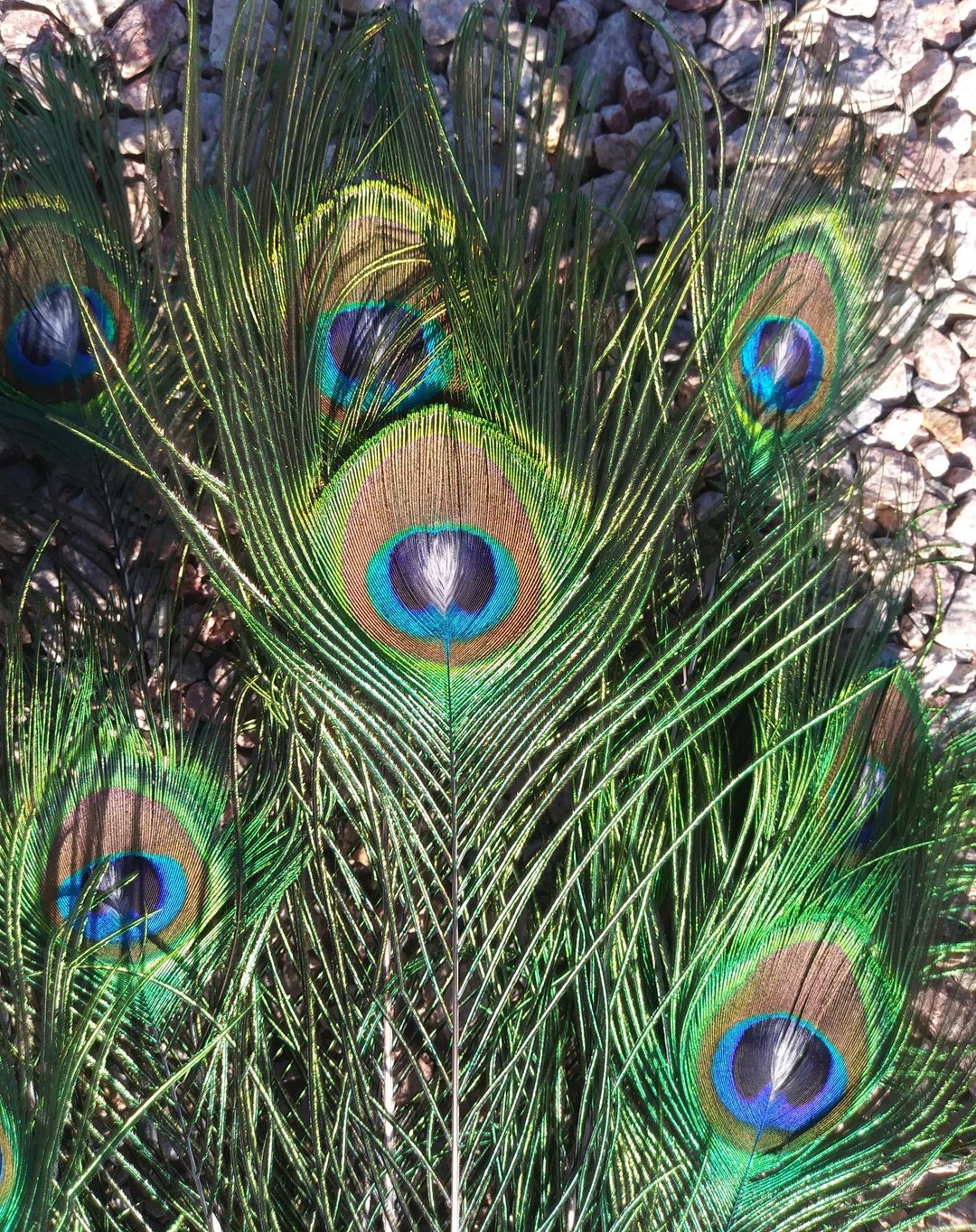 Rare & Unique Peacock Eyes Feathers With White Pupils - Etsy