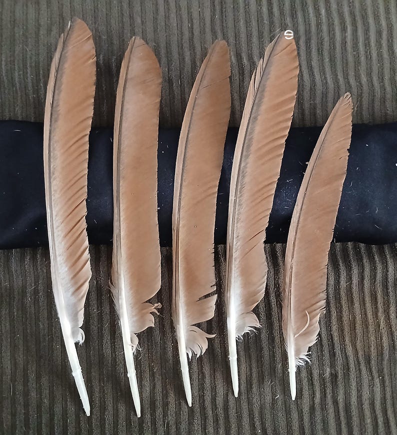 Peacock Leading Edge Wing Feathers for Quills or Crafts - Etsy