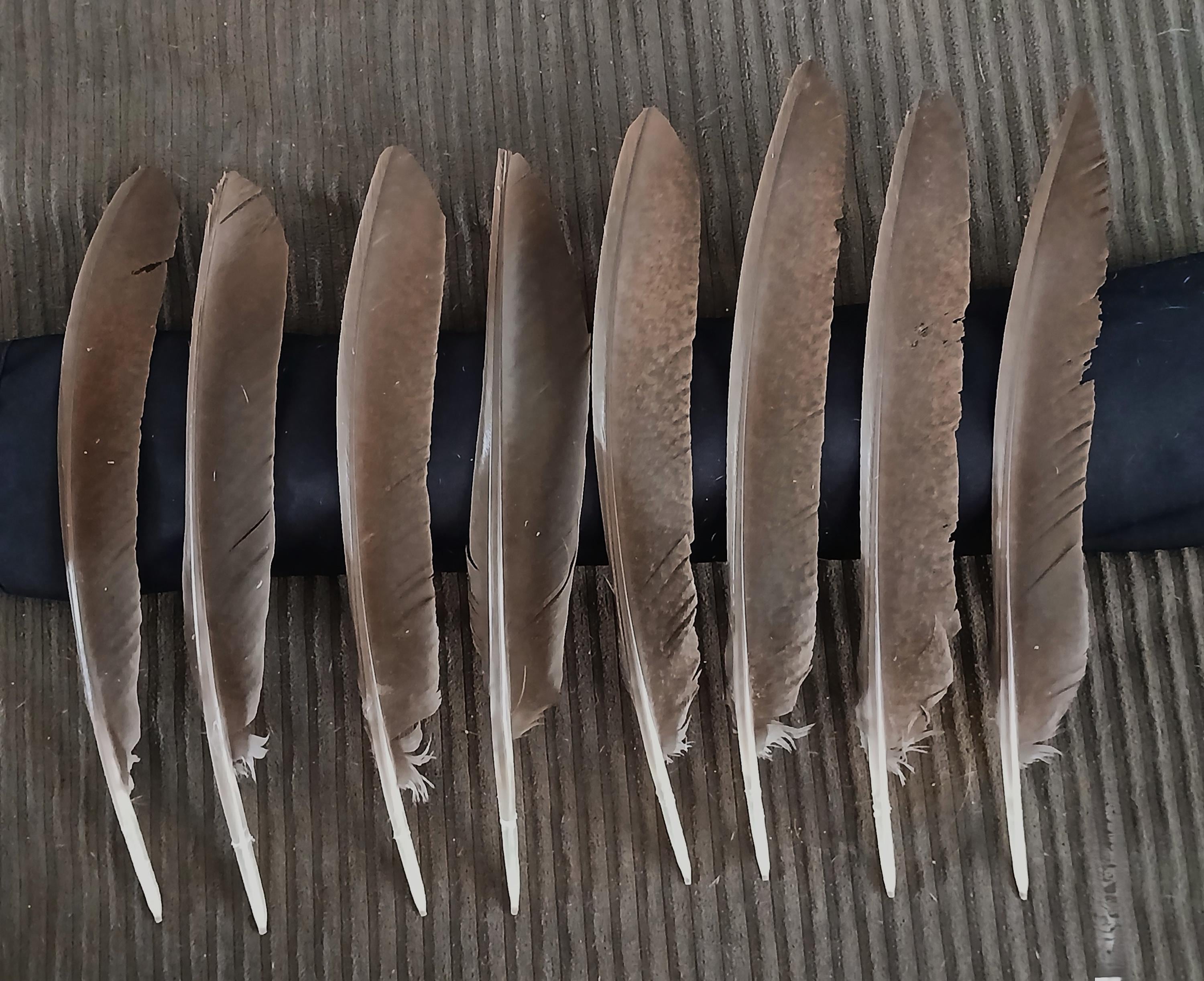 Peacock Leading Edge Wing Feathers for Quills or Crafts - Etsy