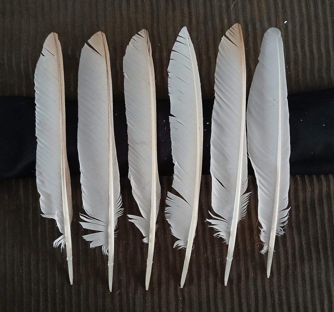 Peacock Leading Edge Wing Feathers for Quills or Crafts - Etsy