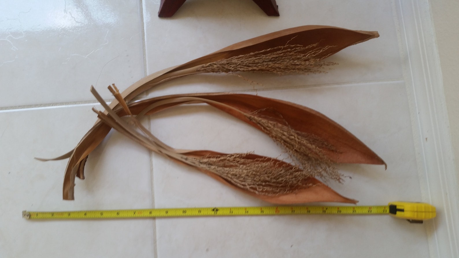 12 Palm Tree Seed Pod With Flower Stem Natural Sun Dried Etsy
