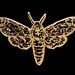 Moth Enamel Pin Badge 'DEATH'S HEAD HAWKMOTH' in Gold & Black, With ...