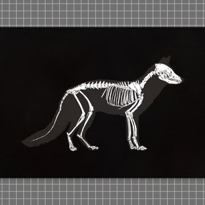 Fox Bones A4 High-quality Fox Skeleton Illustration Borderless Art ...