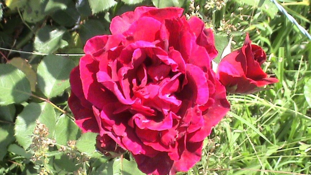 Beautiful Rose Cluster Digital Image - Etsy