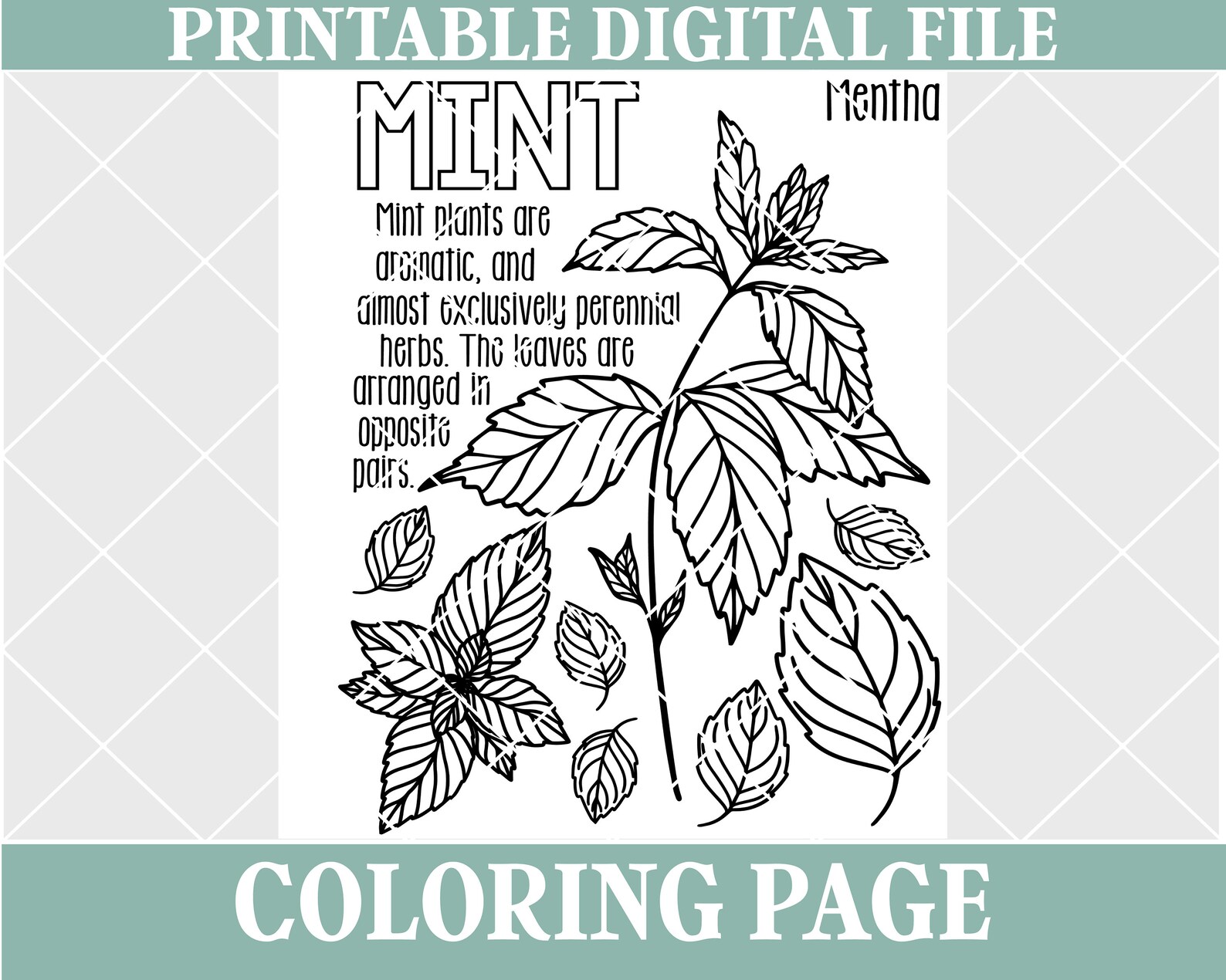 Mint Herbs Coloring Pages, Lemon Balm, Basil, Common Herbs, Educational ...