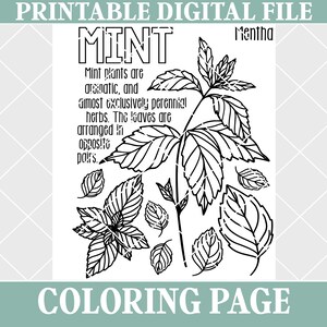 Mint Herbs Coloring Pages, Lemon Balm, Basil, Common Herbs, Educational ...