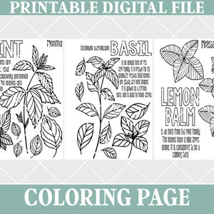 Mint Herbs Coloring Pages, Lemon Balm, Basil, Common Herbs, Educational ...