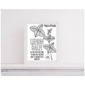 Mint Herbs Coloring Pages, Lemon Balm, Basil, Common Herbs, Educational ...