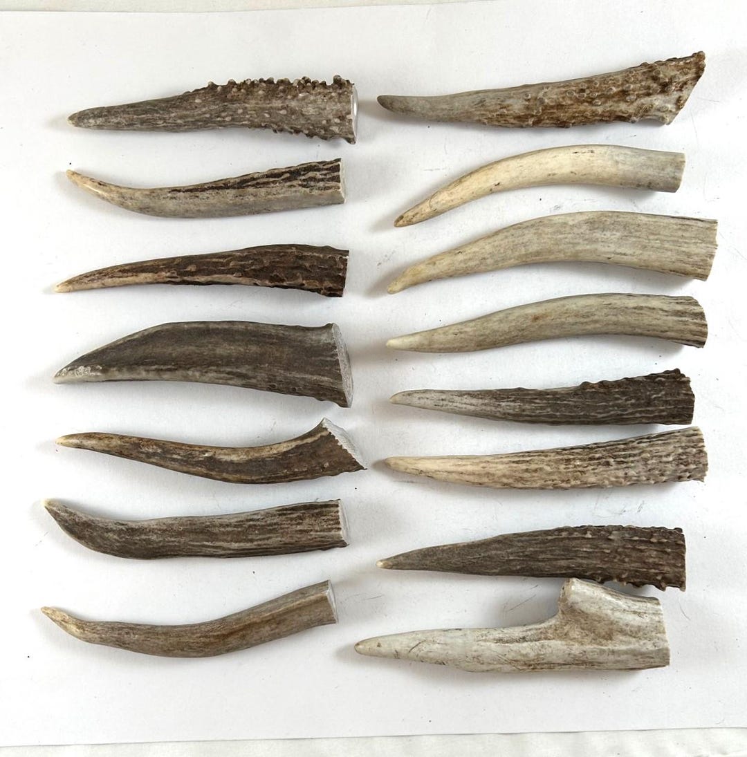Fifteen 15 4 1/2 Whitetail & Elk Deer Antler Tine Tips for Arts, Crafts ...