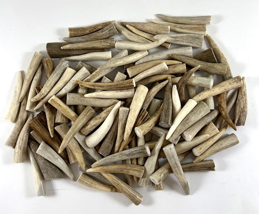 One Hundred 100 2 1/2 Whitetail Deer Antler Tine Tips for Arts, Crafts ...