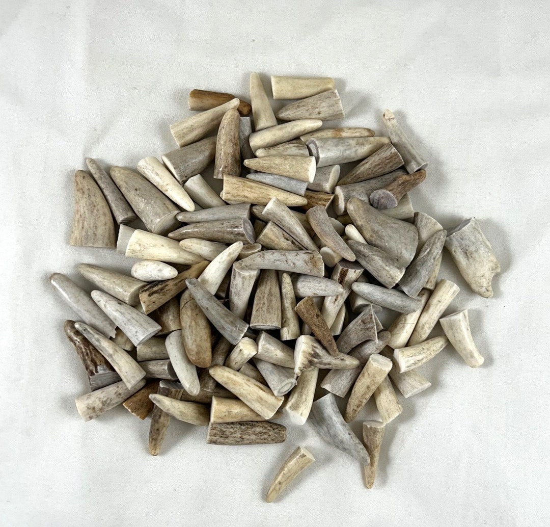 One Hundred 100 1 Whitetail Deer Antler Tine Tips for Arts, Crafts or ...