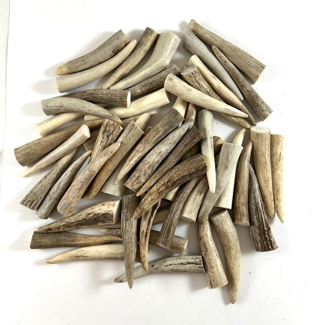 Fifty 50 3 Whitetail Deer & Elk Antler Tine Tips for Arts, Crafts or ...