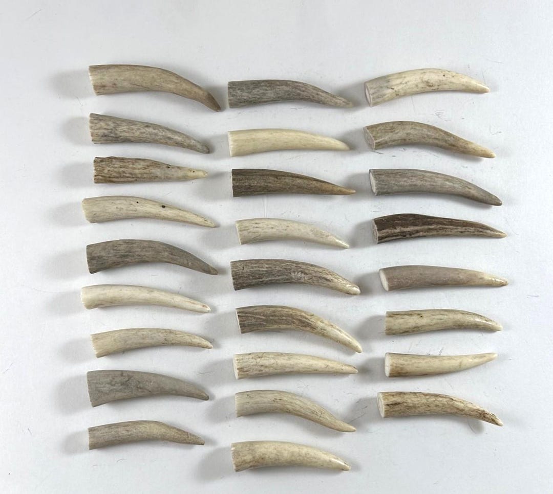 Twenty-five (25) 2 1/2" Whitetail Deer Antler Tine Tips for Arts ...