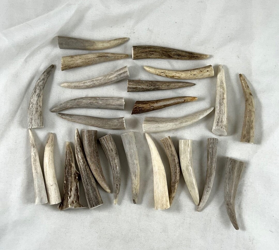Twenty-five 25 3 Whitetail Deer Antler Tine Tips for Arts, Crafts or ...