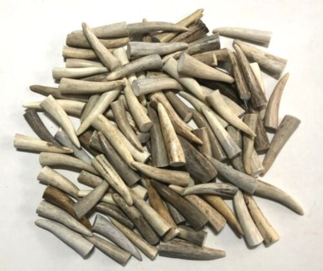 One Hundred 100 2 Whitetail Deer Antler Tine Tips for Arts, Crafts or ...
