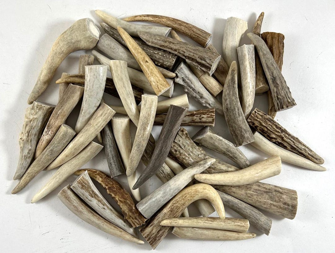 Fifty 50 3 Whitetail Deer & Elk Antler Tine Tips for Arts, Crafts or ...