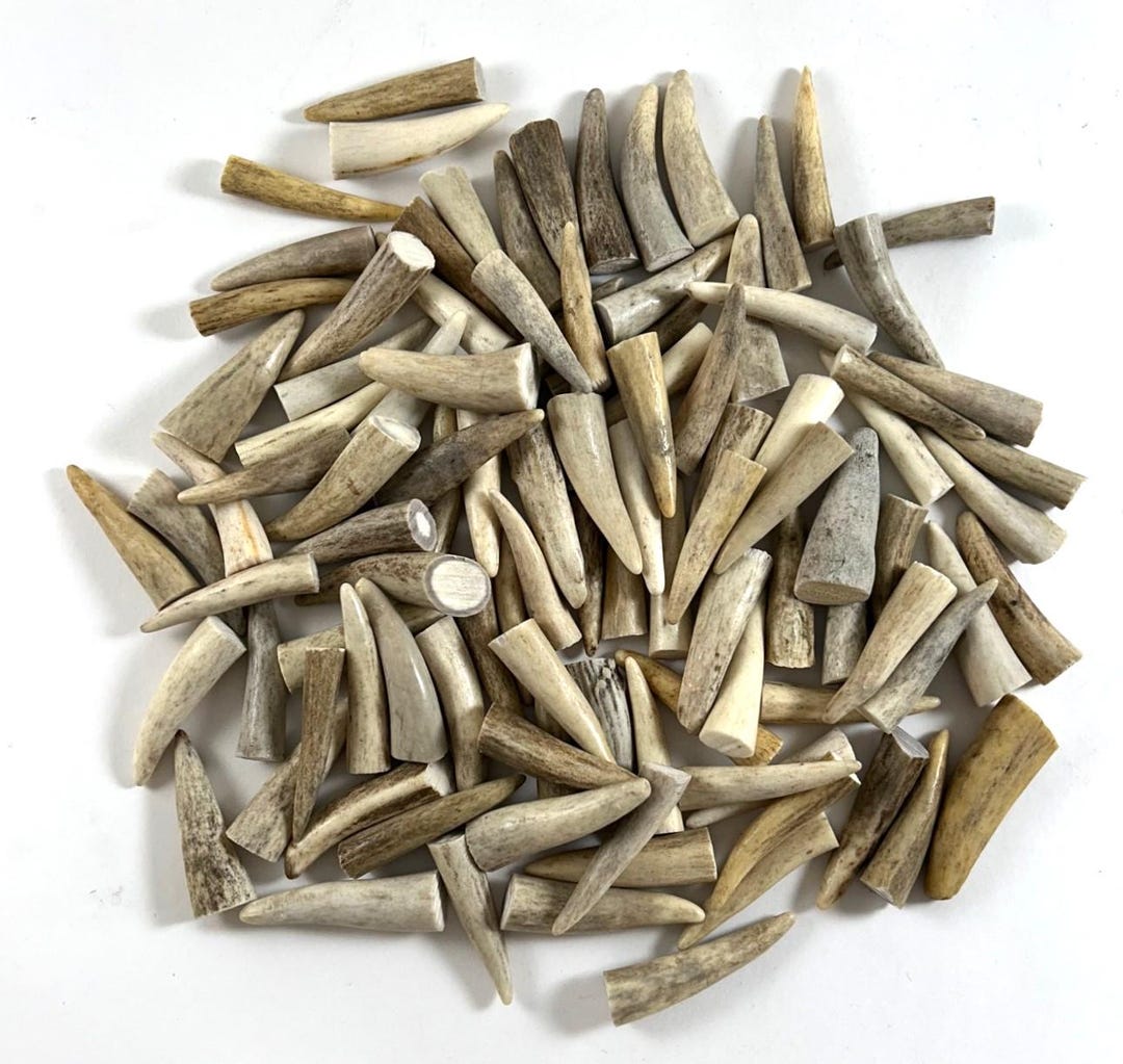 One Hundred 100 1 3/4 Whitetail Deer Antler Tine Tips for Arts, Crafts ...