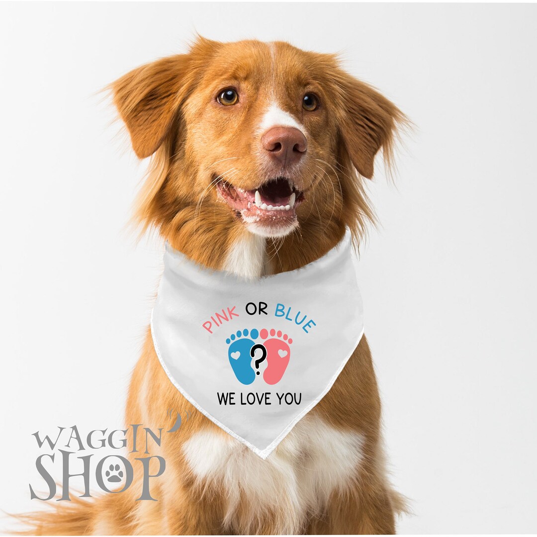 Pregnancy Announcement Dog Bandana: Pink or Blue Gender Reveal - Etsy