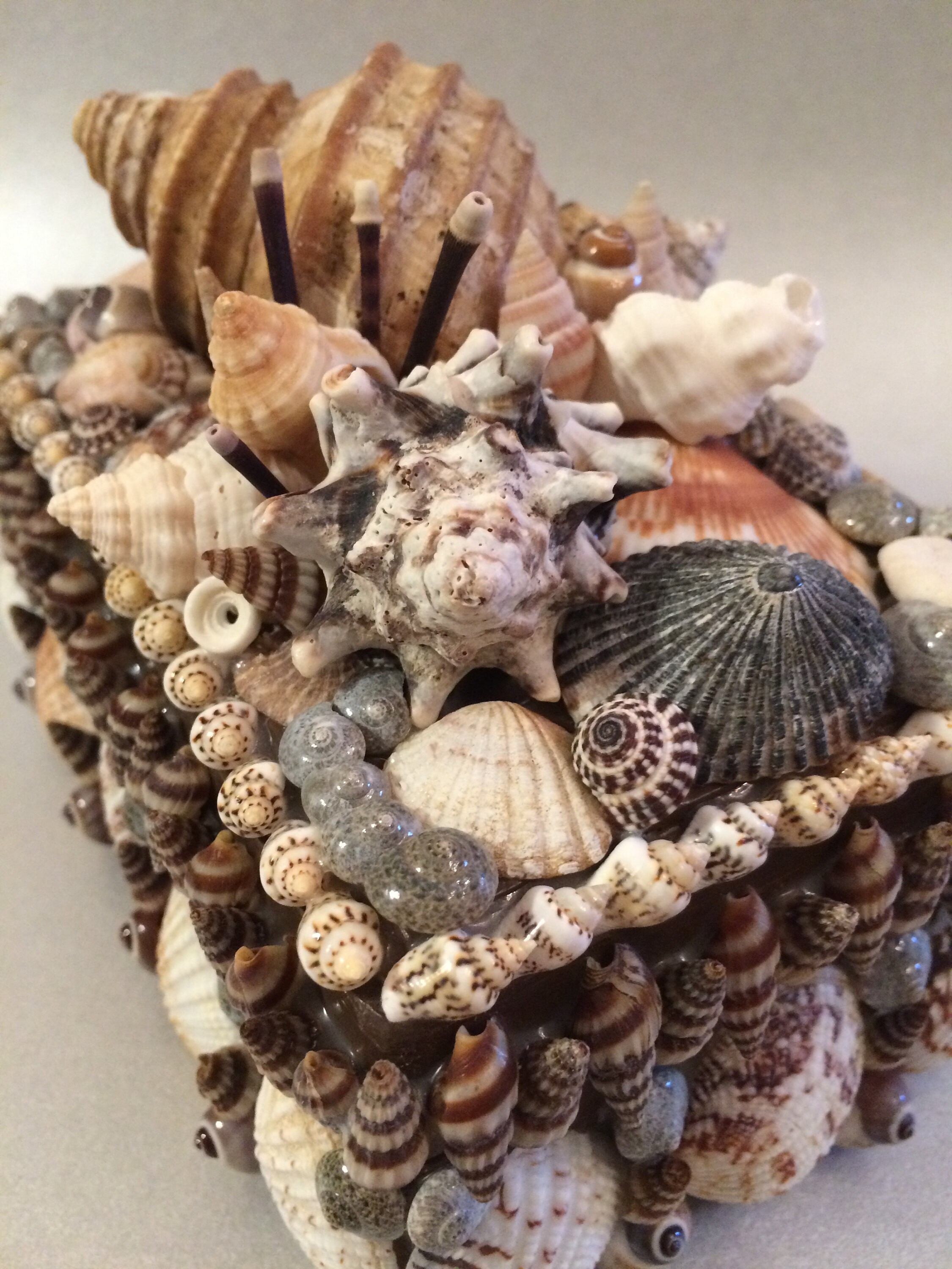 Handmade Shell Box Encrusted Seashell Box Hand Picked Shells - Etsy