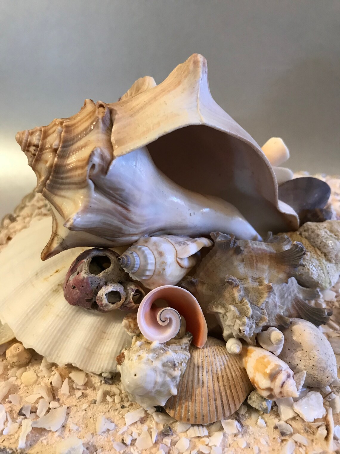 Handmade Seashell Box Encrusted Treasure Box Beach Decor | Etsy
