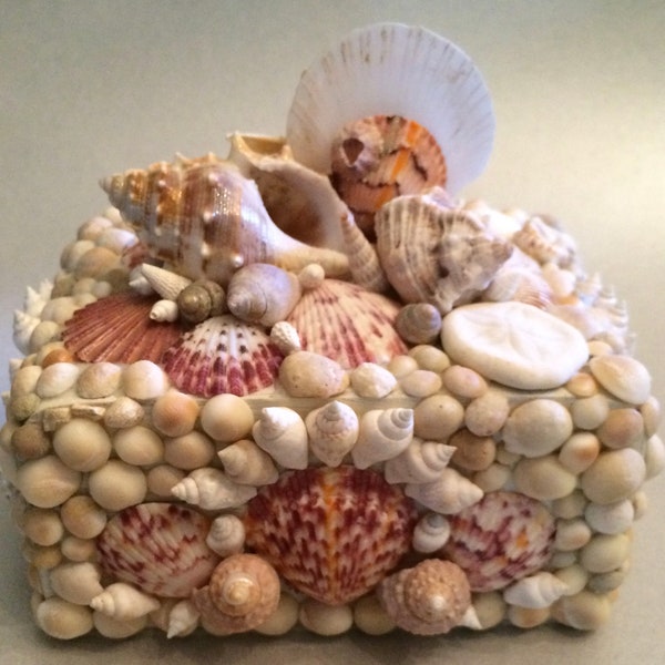 Seashell Display Box - Etsy