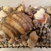 Handmade Shell Box Encrusted Seashell Box Hand Picked Shells - Etsy
