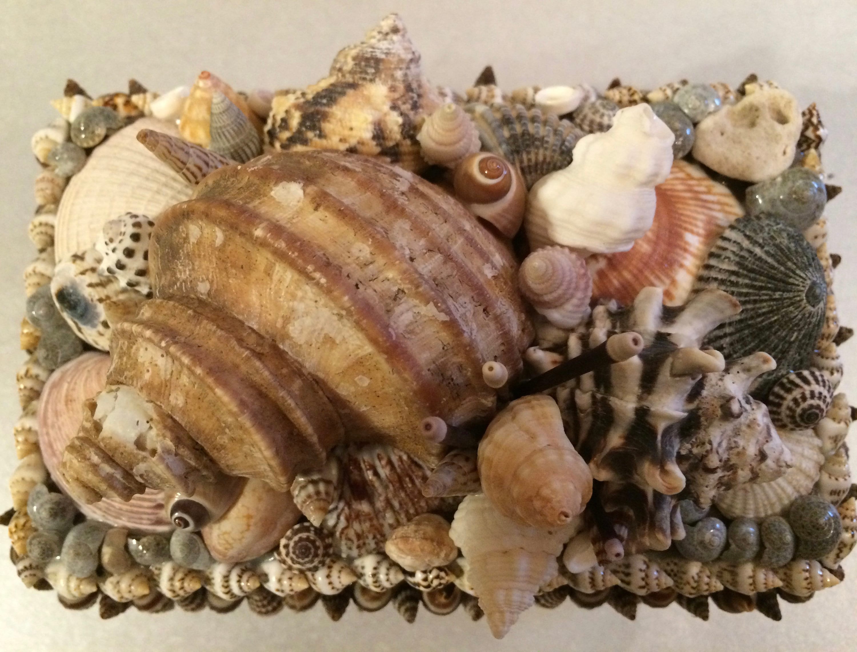 Handmade Shell Box Encrusted Seashell Box Hand Picked Shells | Etsy