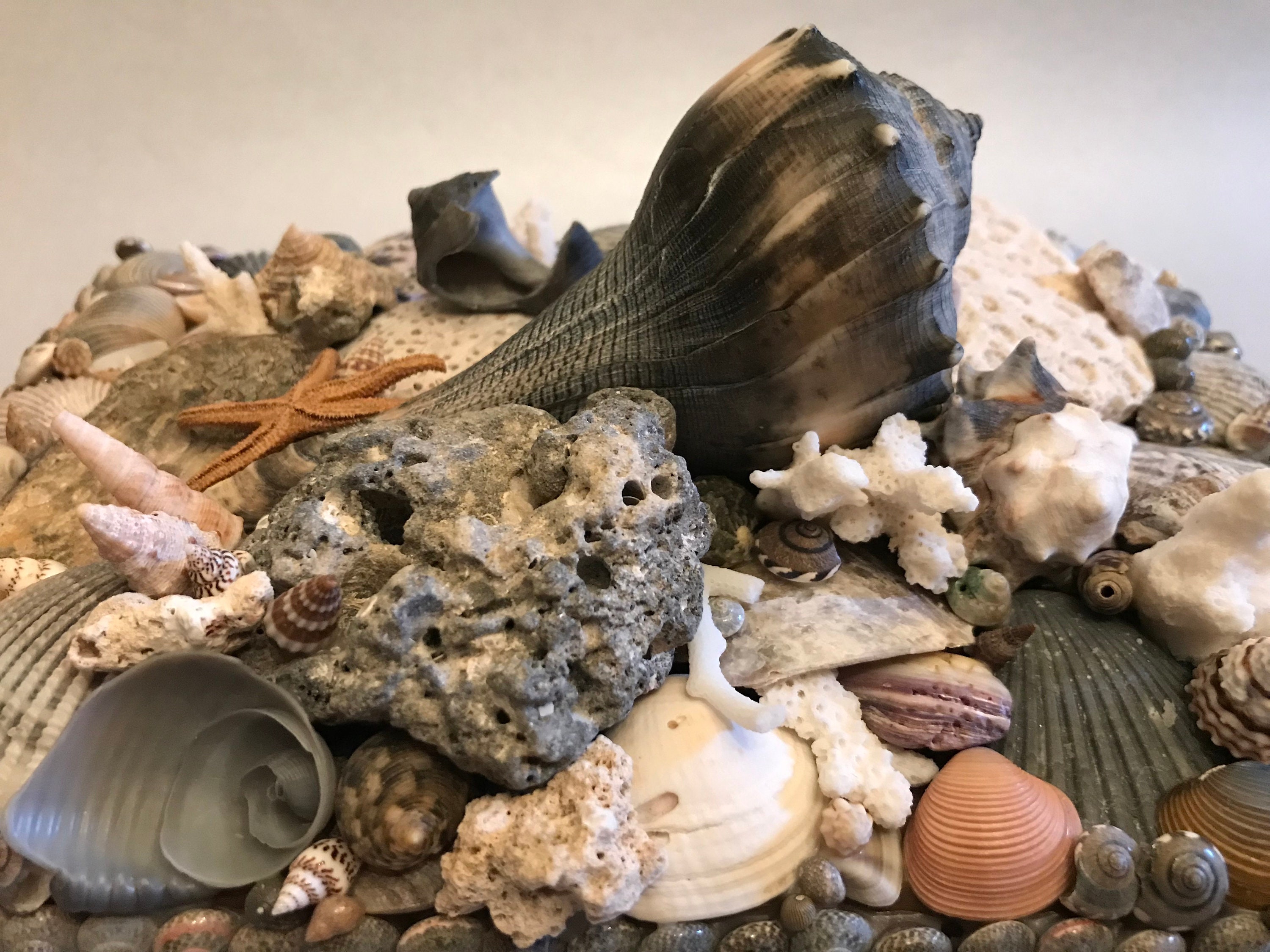 Handmade Shell Box, One of a Kind Seashell Box, Ornate Sea Shell Box - Etsy